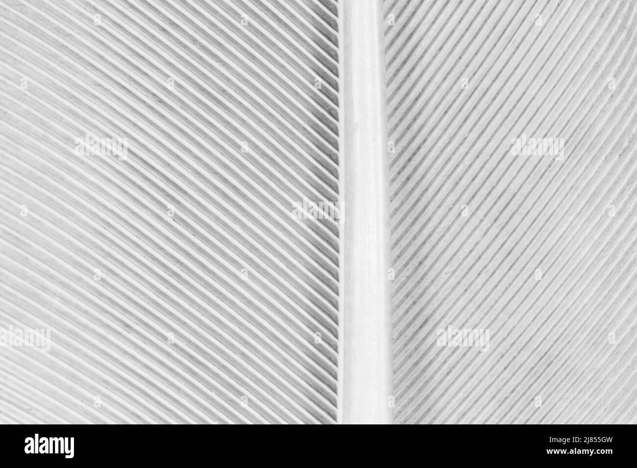 abstract natural background: close up of dove feather texture Stock ...