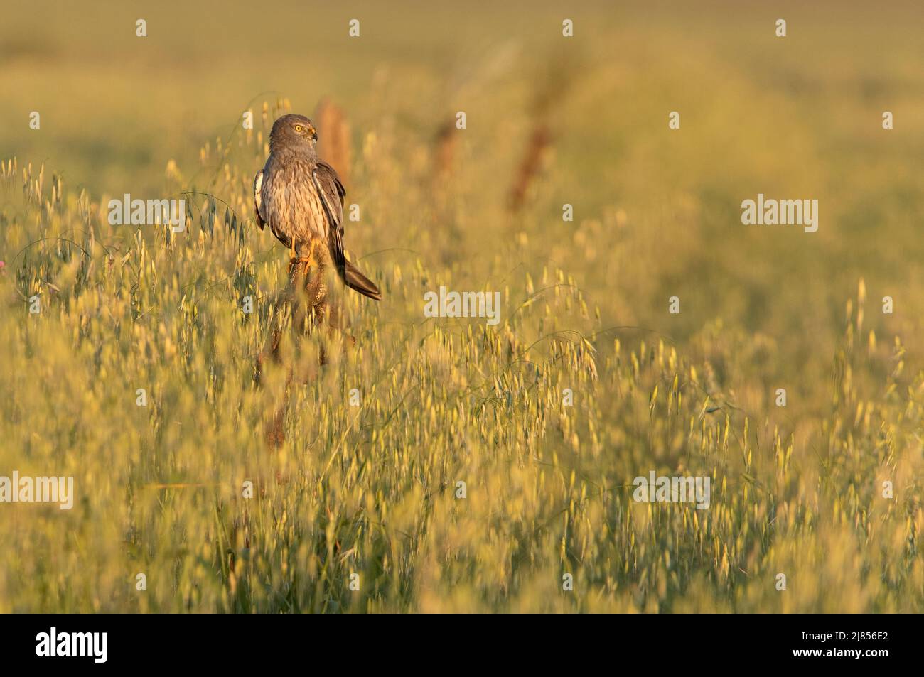 Adult male Montagu’s harrier inside his breeding territory with the ...