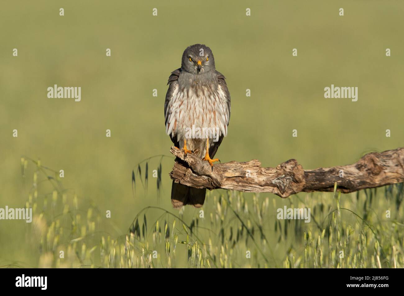 Adult male Montagu’s harrier inside his breeding territory with the ...