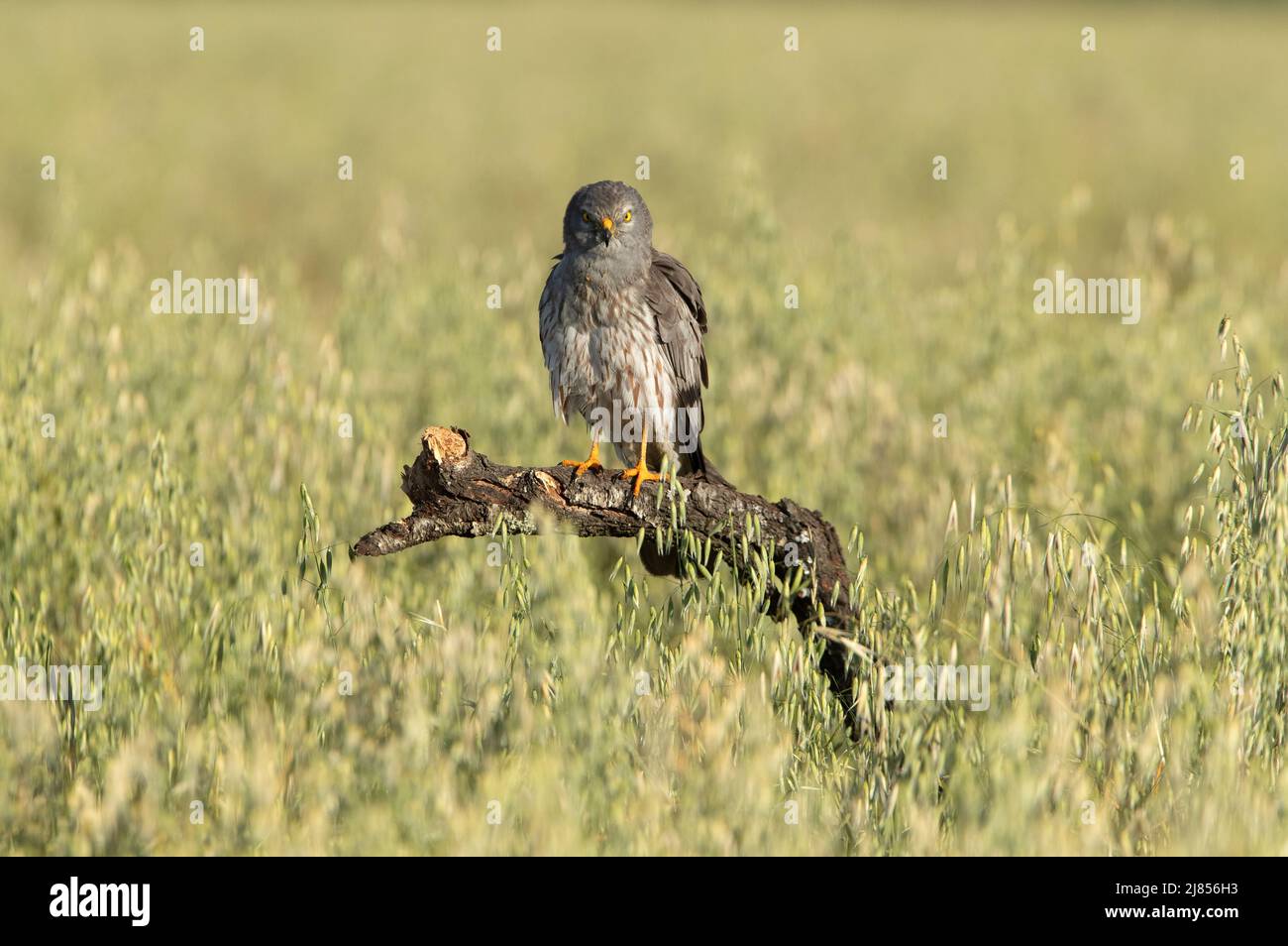 Adult male Montagu’s harrier inside his breeding territory with the ...