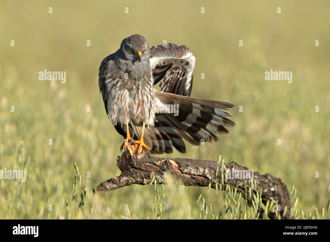Adult male Montagu’s harrier inside his breeding territory with the ...
