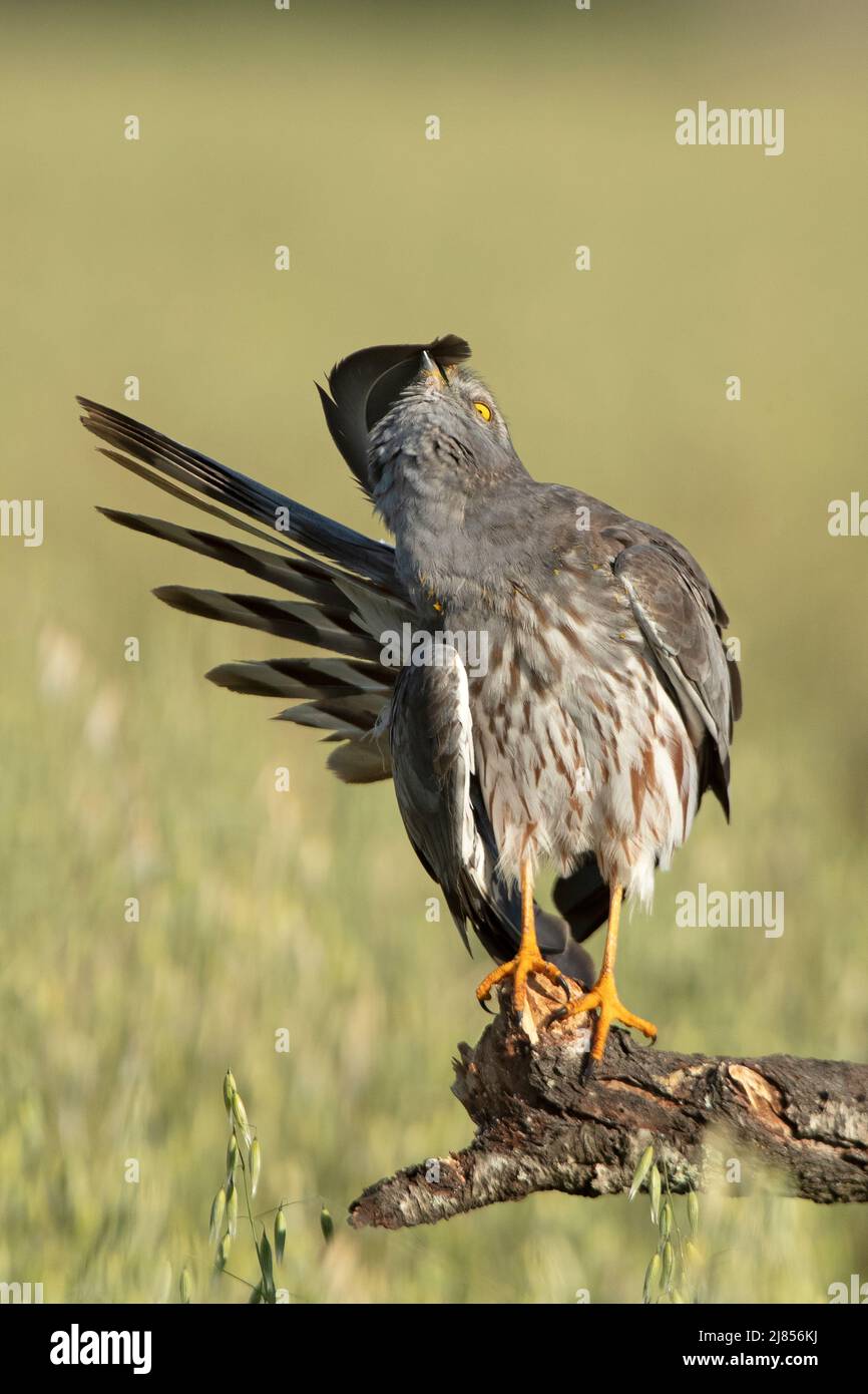 Adult male Montagu’s harrier inside his breeding territory with the ...