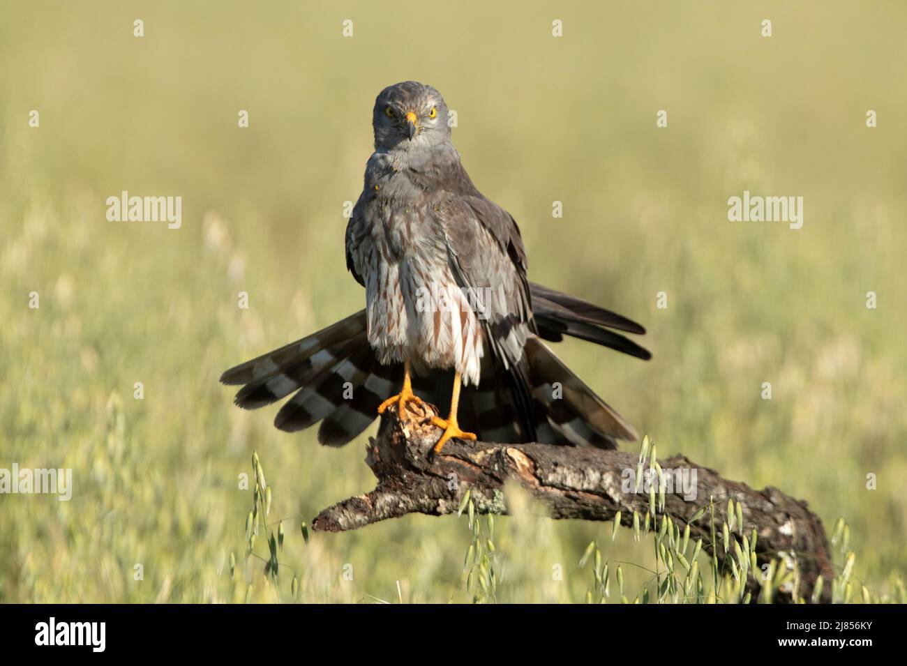 Adult male Montagu’s harrier inside his breeding territory with the ...