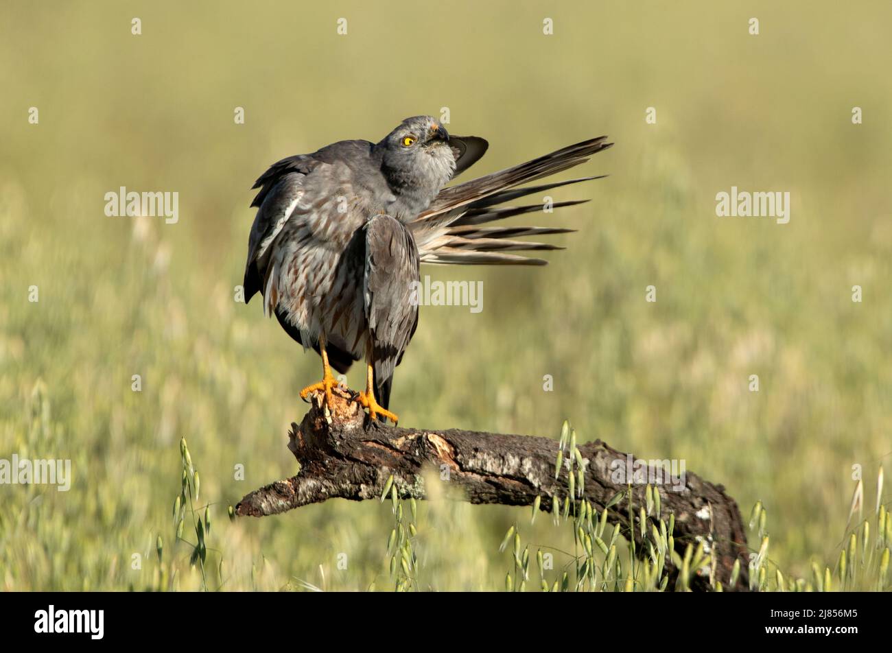 Adult male Montagu’s harrier inside his breeding territory with the ...