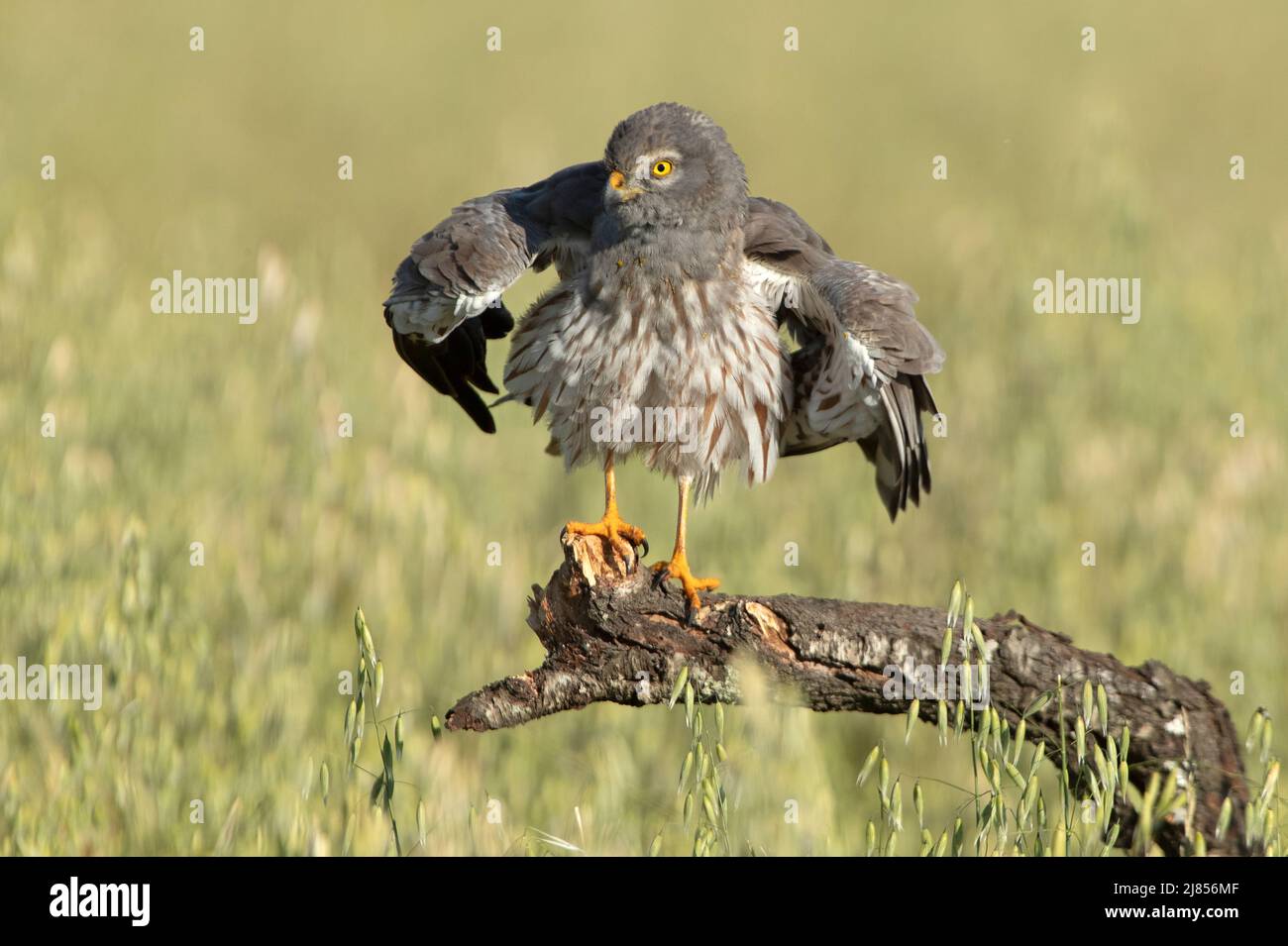Adult male Montagu’s harrier inside his breeding territory with the ...