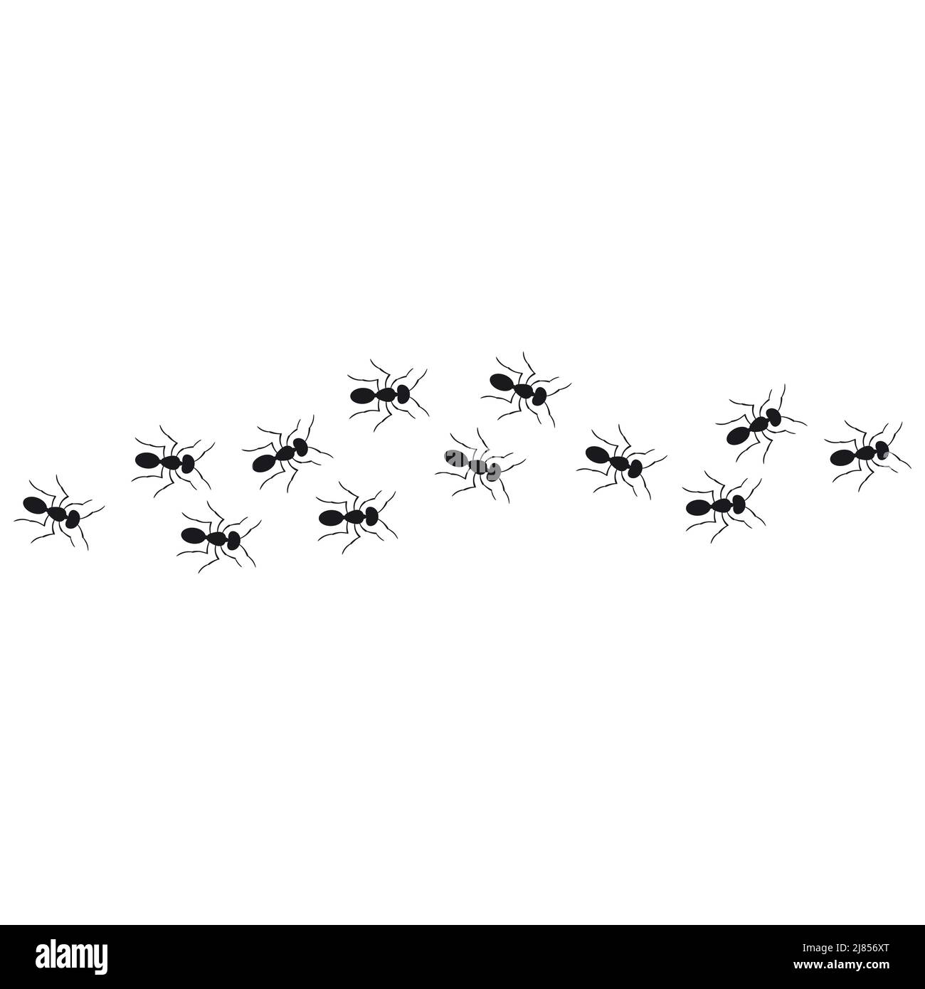 Zoolander Ants