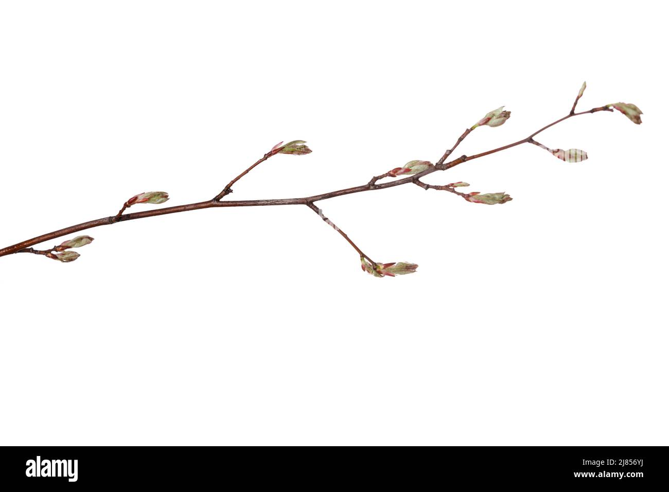 tree branch with young buds isolated on white background. High quality ...