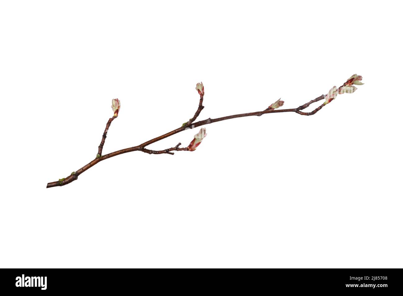 tree branch with young buds isolated on white background. High quality ...