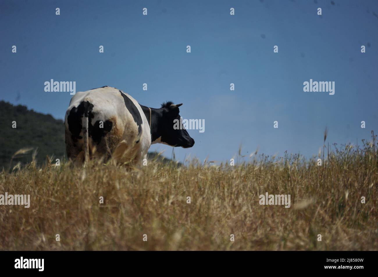 Bizerte, Tunisia. May 11, 2022, Tunis, Tunisia: 11 May 2022. Cows graze ...