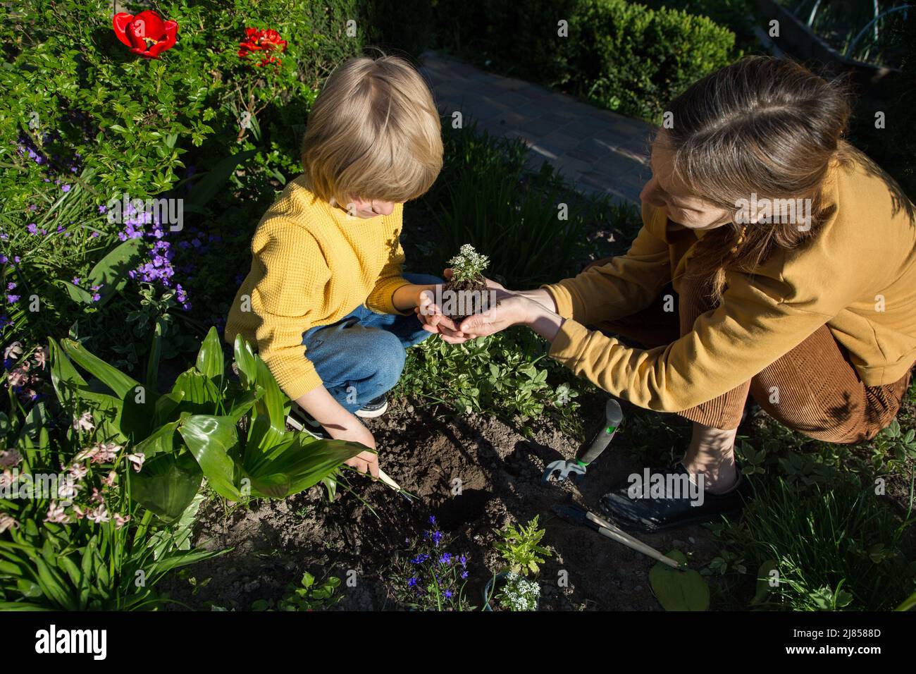 mom and little son work together in garden. family plant flowers in ...