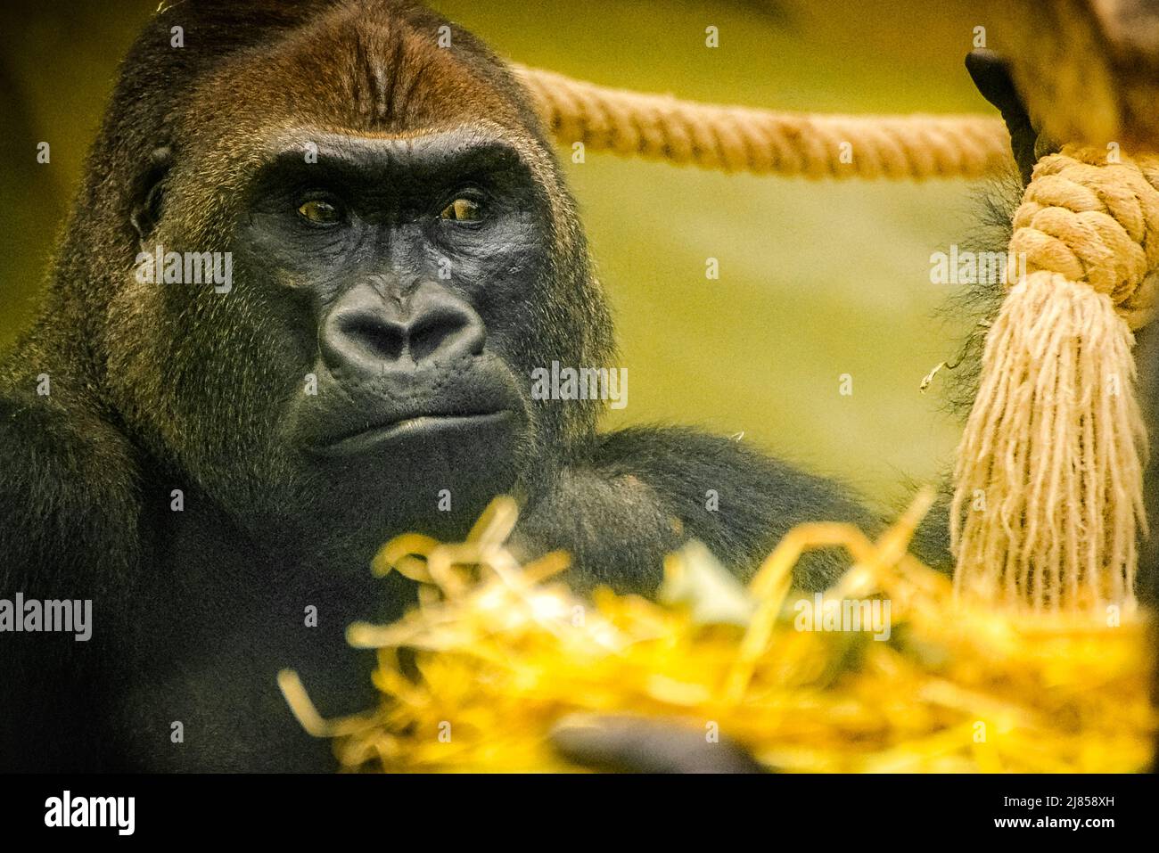 Monkey wrinkles hi-res stock photography and images - Alamy