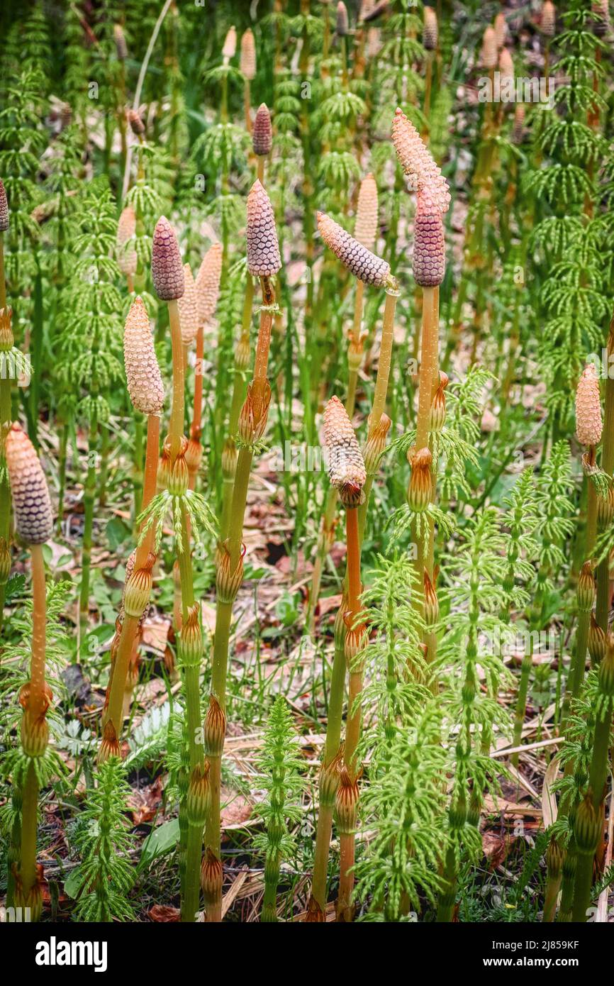 Equisetum close up hi-res stock photography and images - Alamy