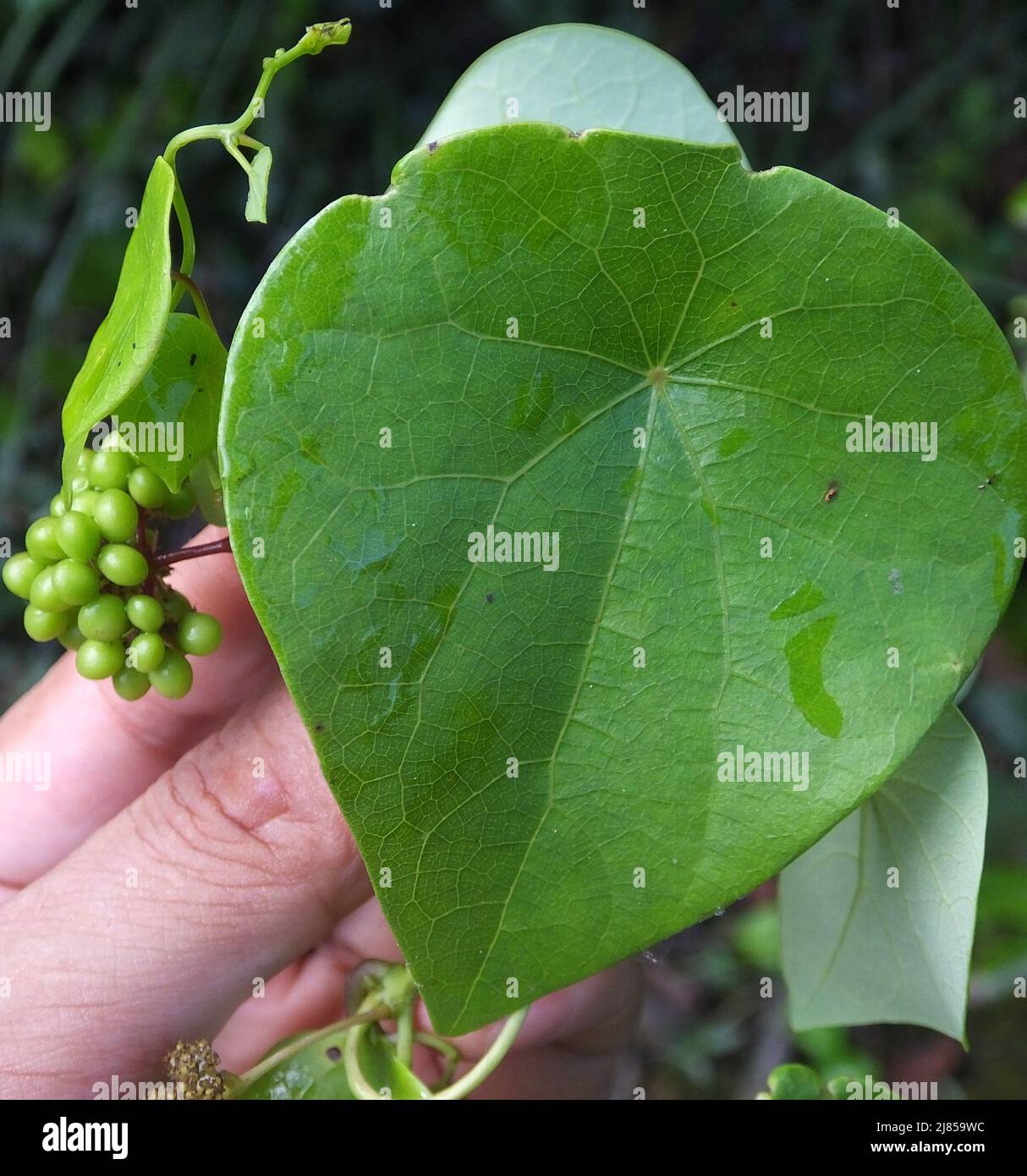 Chinese chemical plant hi-res stock photography and images - Alamy