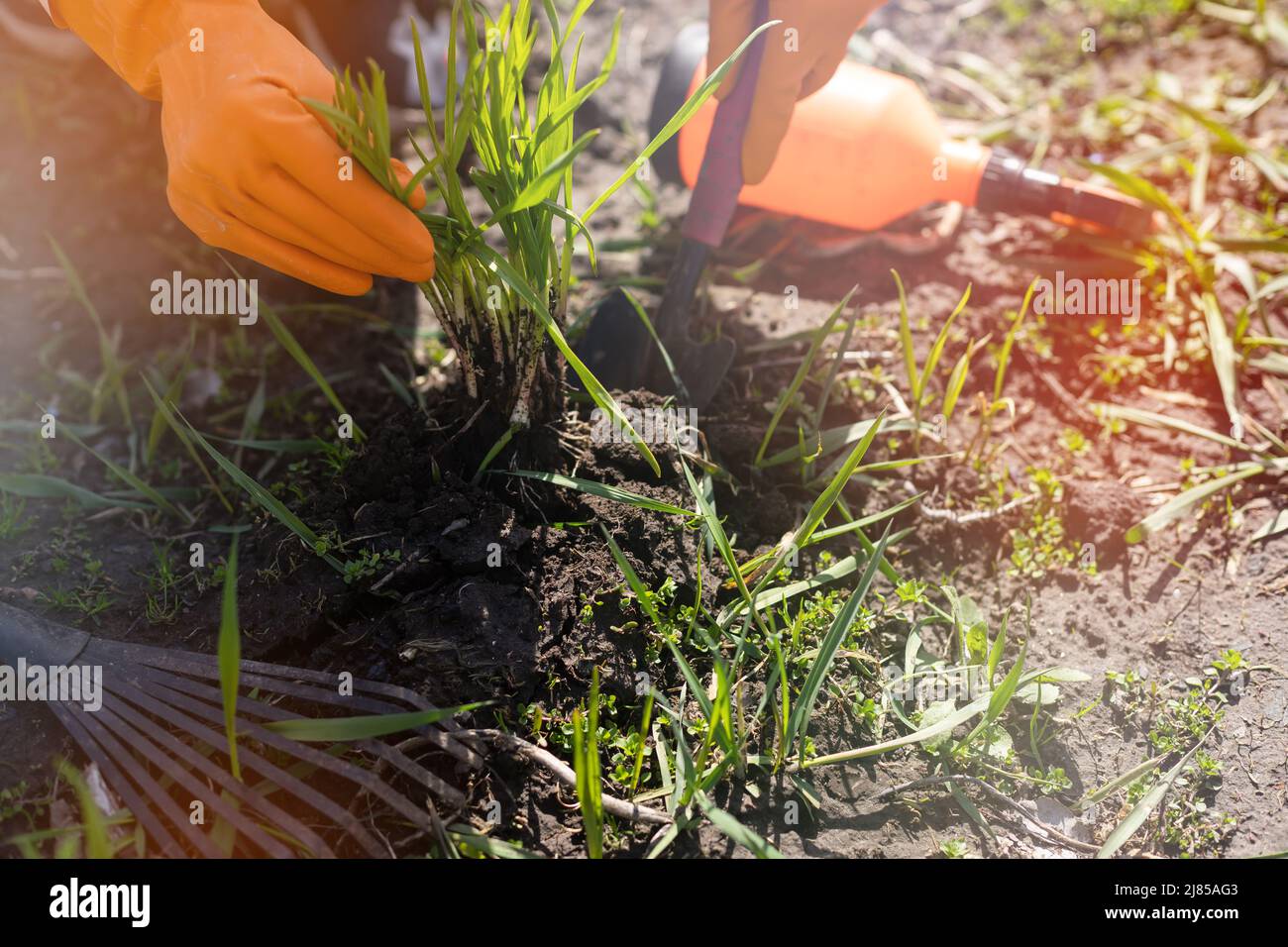 Gardeners hand holding seeds hi-res stock photography and images - Alamy