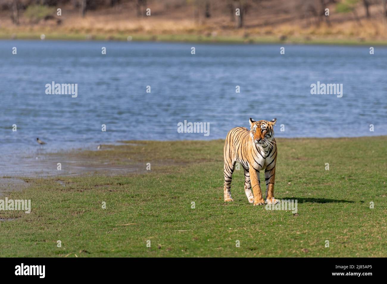 wild bengal female tiger in rajbagh lake natural scenic landscape ...