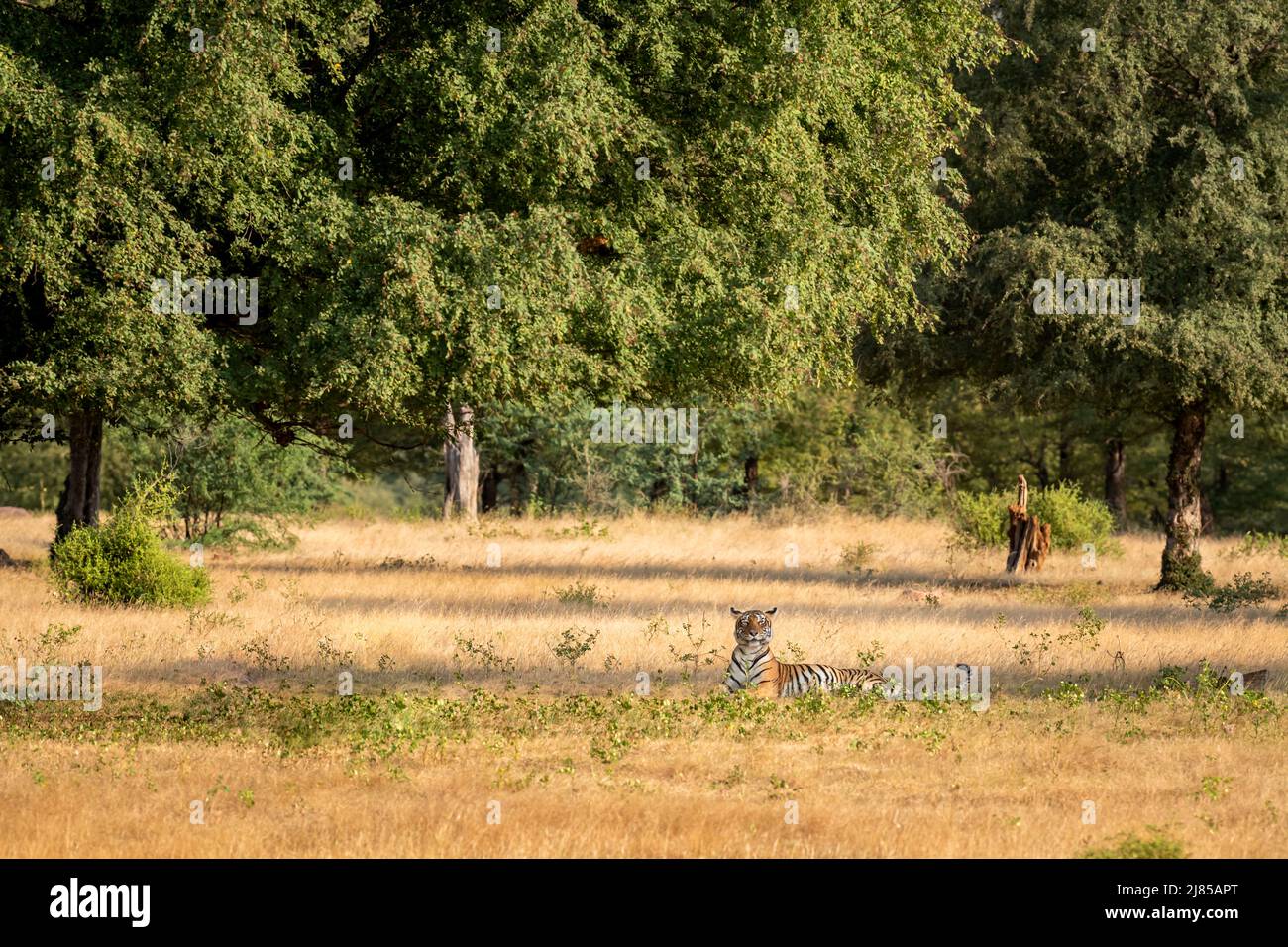 wild bengal tiger in natural scenic landscape background with nature ...