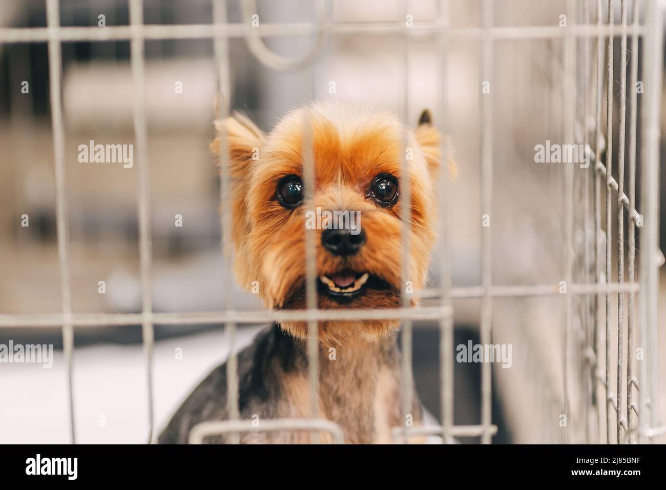 Dog paw maintenance hi-res stock photography and images - Alamy