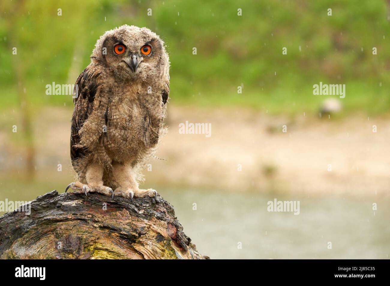 Wild Eurasian Eagle Owl sits outside on a tree trunk in the rain. Red ...