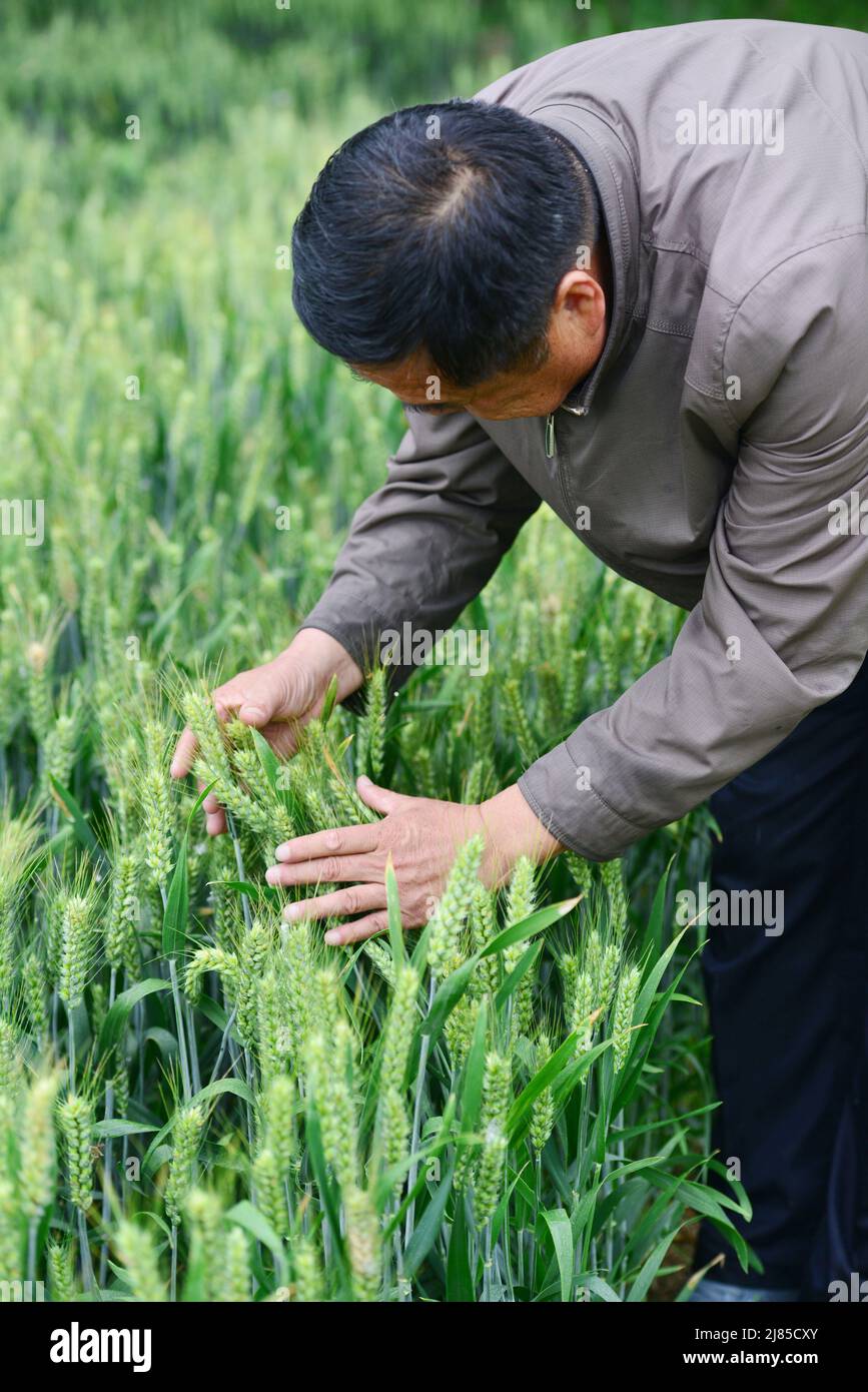 A farmer is seen touching the growing wheat with his hand while ...