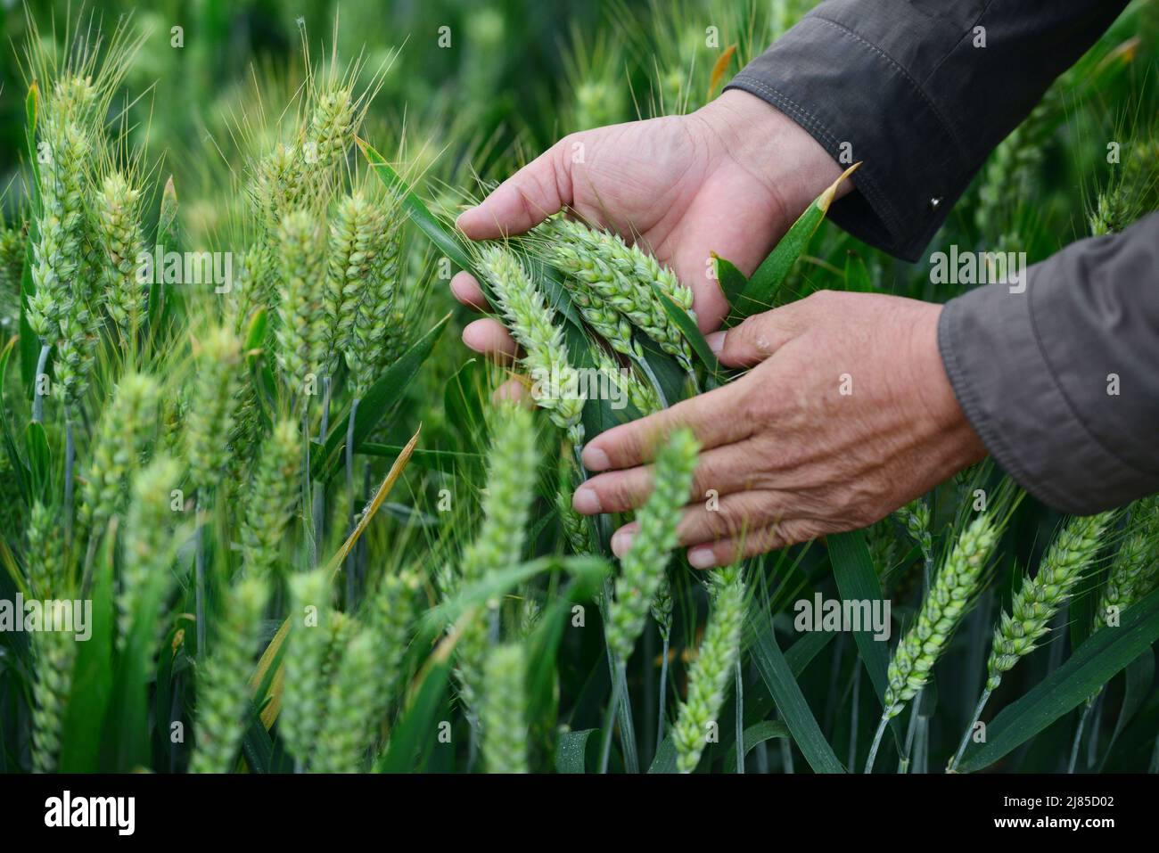 A farmer is seen touching the growing wheat with his hand while ...