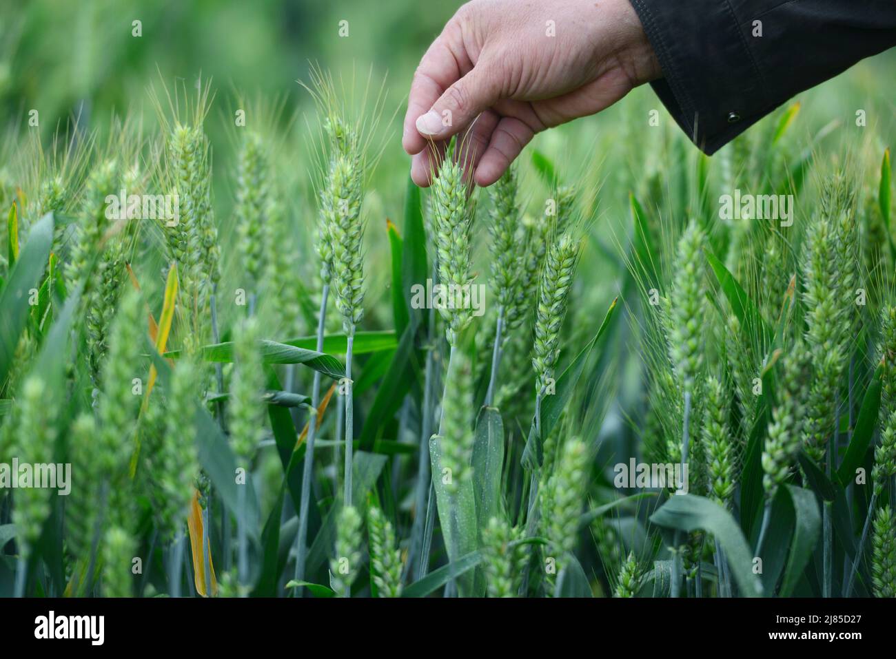 A farmer is seen touching the growing wheat with his hand while ...
