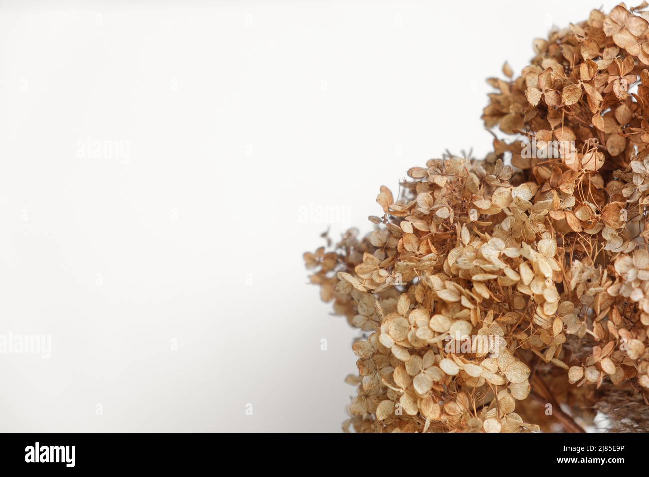 On beige field against beautiful hi-res stock photography and images ...