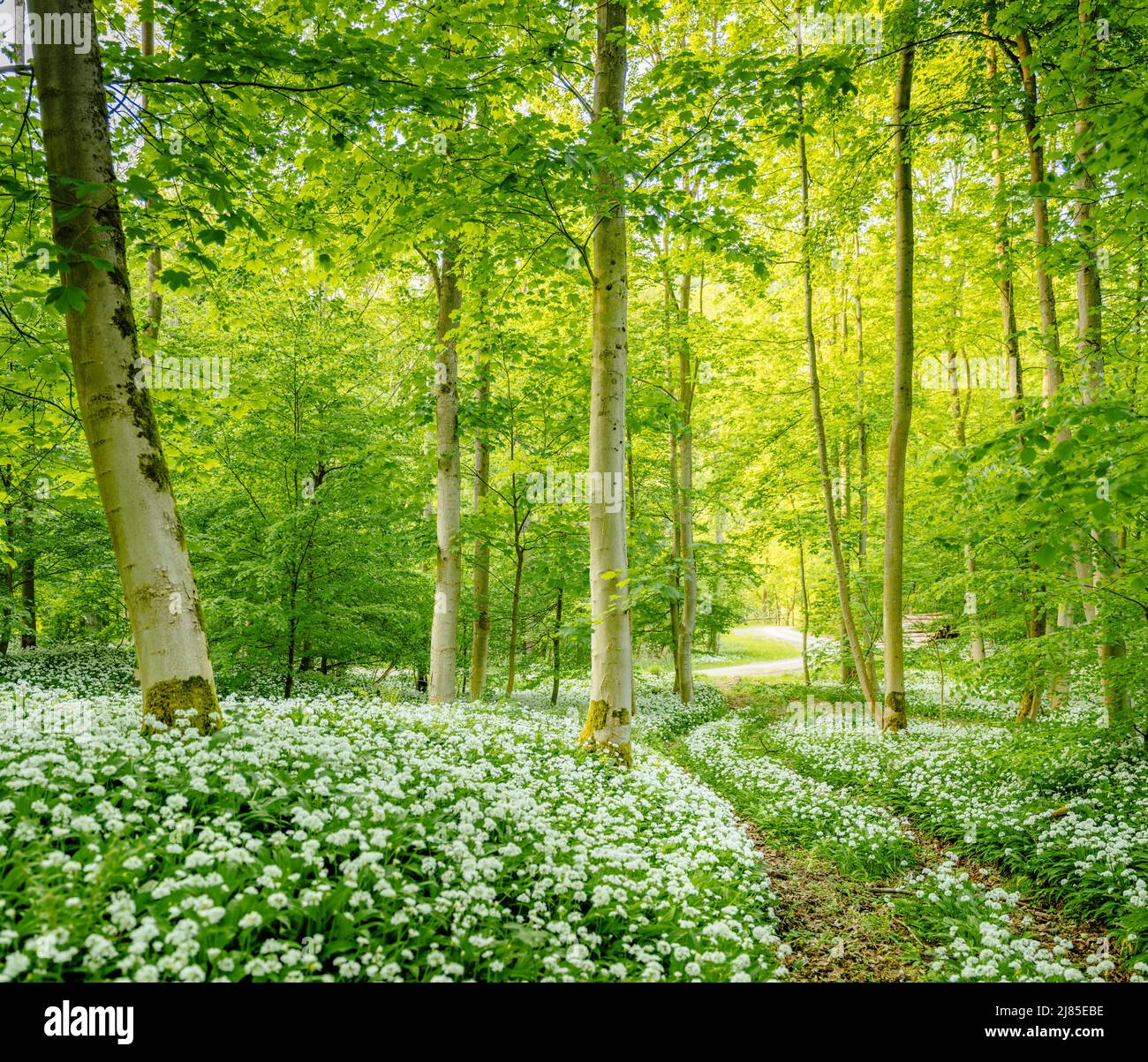 Path through field of wild garlic (Allium ursinum) in a sunlit forest ...