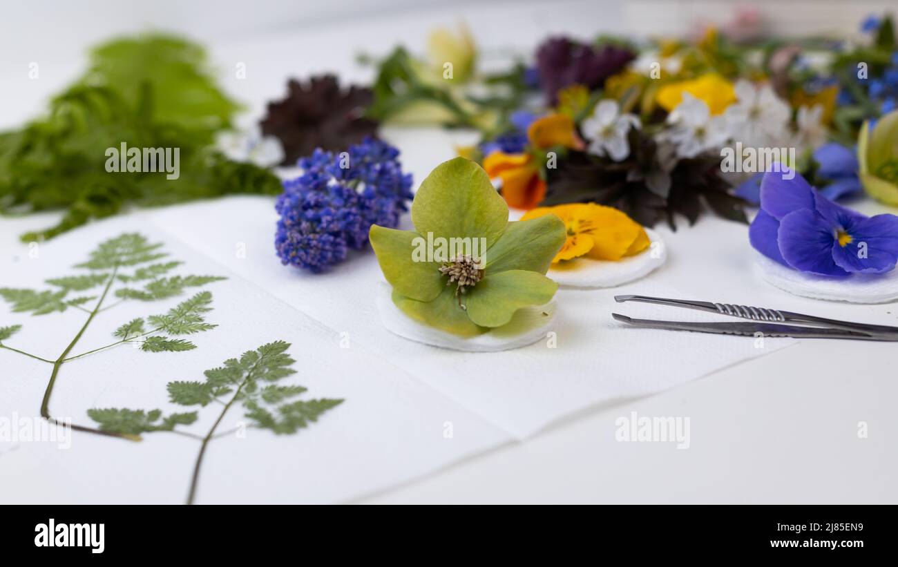 Various fresh flowers lie on the table. Herbarium preparation. Large ...