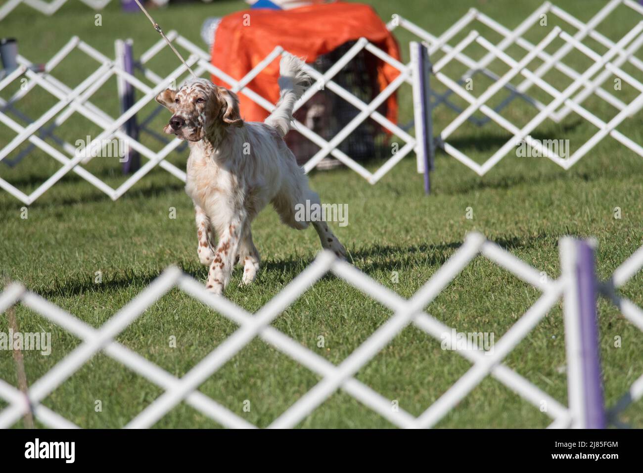English Setter in the fenced in dog show ring Stock Photo - Alamy
