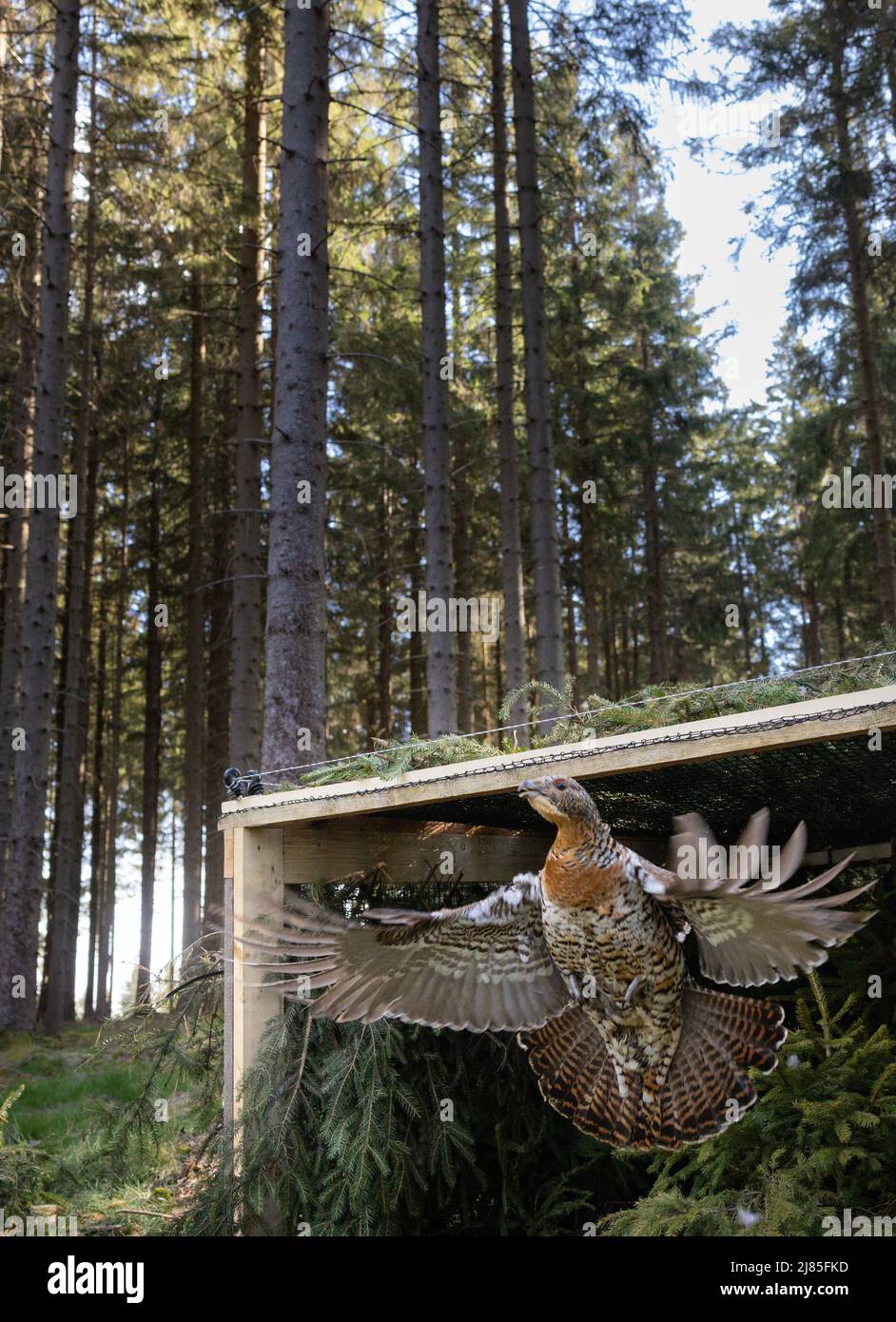 Gehren, Germany. 13th May, 2022. A capercaillie flies into the forest ...