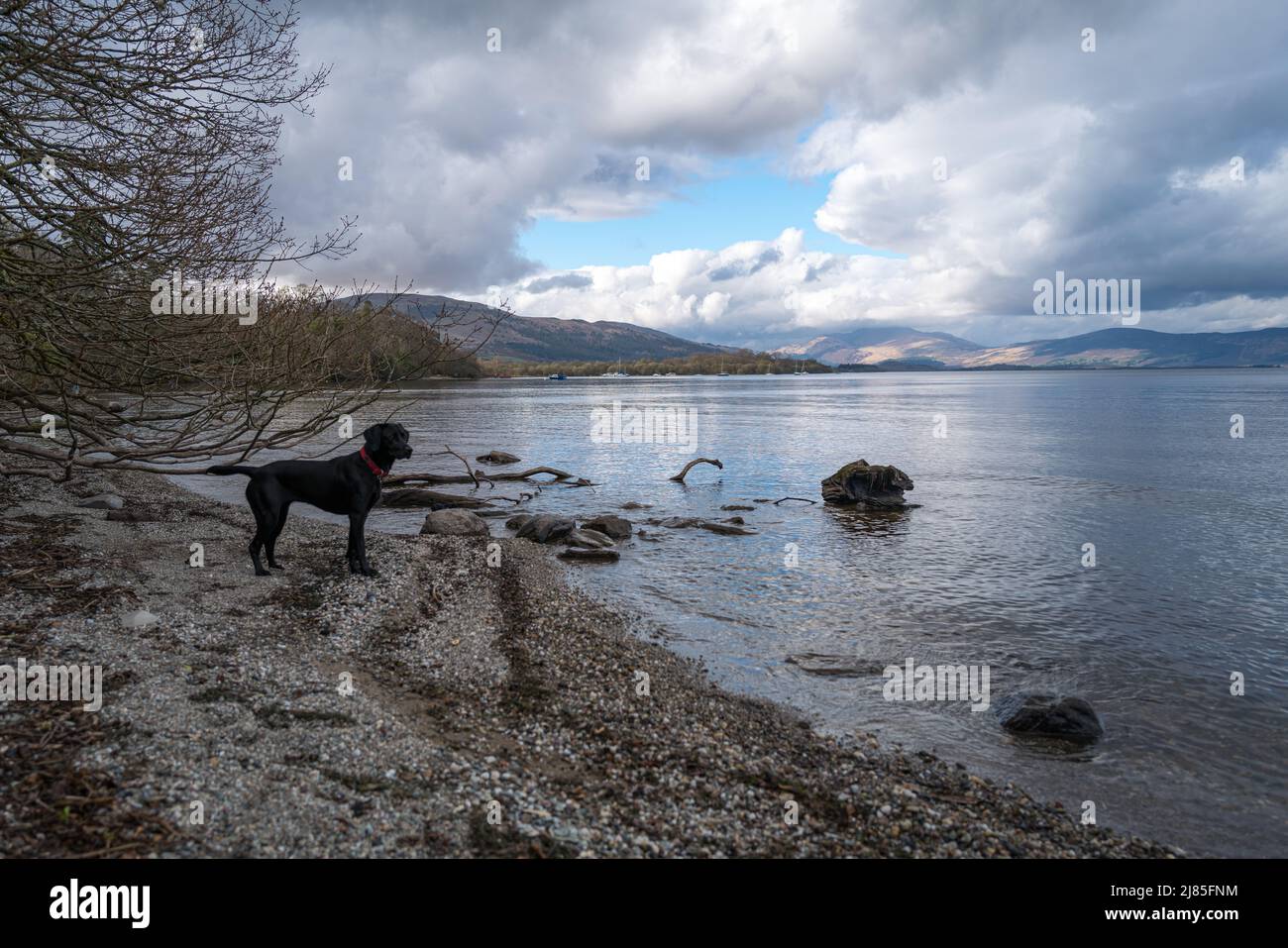 Lone dog gazing over the beautiful scenery at Loch Lomond, Scotland ...