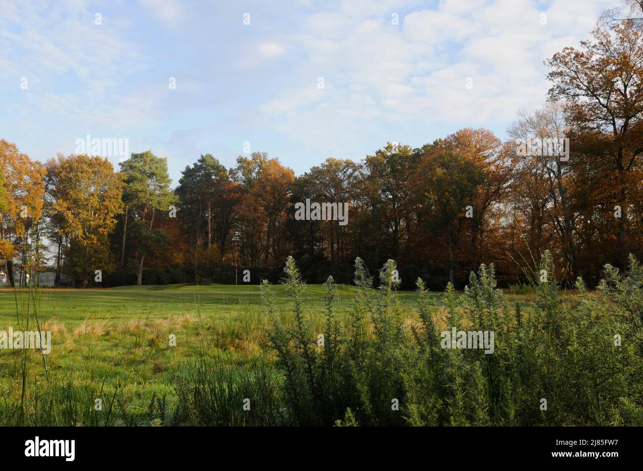 View over plants with Frost cover towards 17th Green with Autumn Trees ...