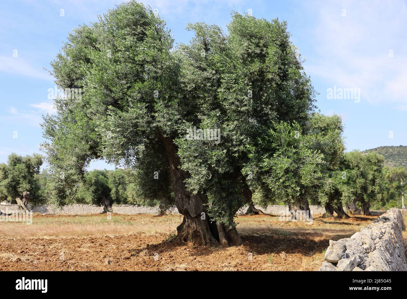 Old olive tree in the Apulia region of Italy Stock Photo - Alamy