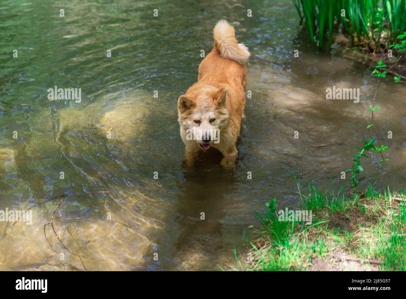 Japanese hot spring female hi-res stock photography and images - Alamy