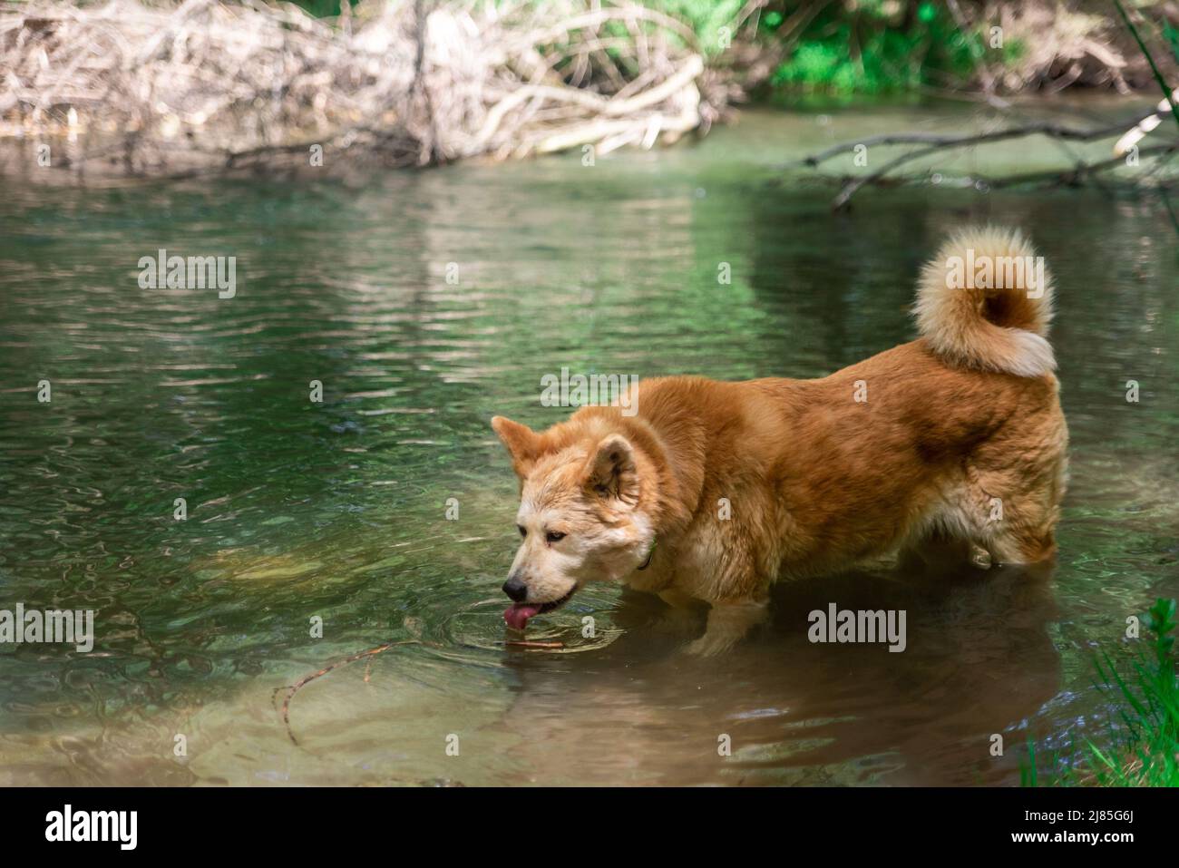 young female dog, akita inu, cooling off in a river in the forest ...