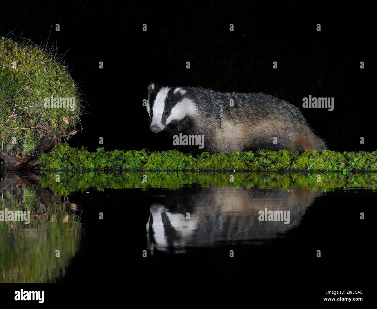 Badger, Melus melus, Single badger by water, Scotland, May 2022 Stock ...