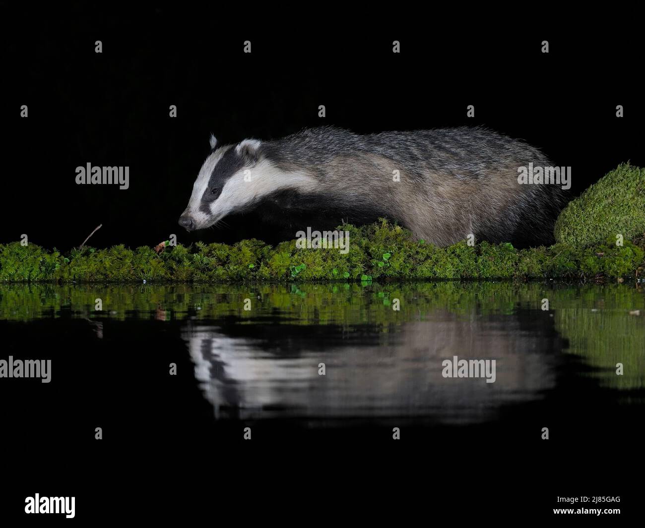 Animal scotland 2022 hi-res stock photography and images - Alamy