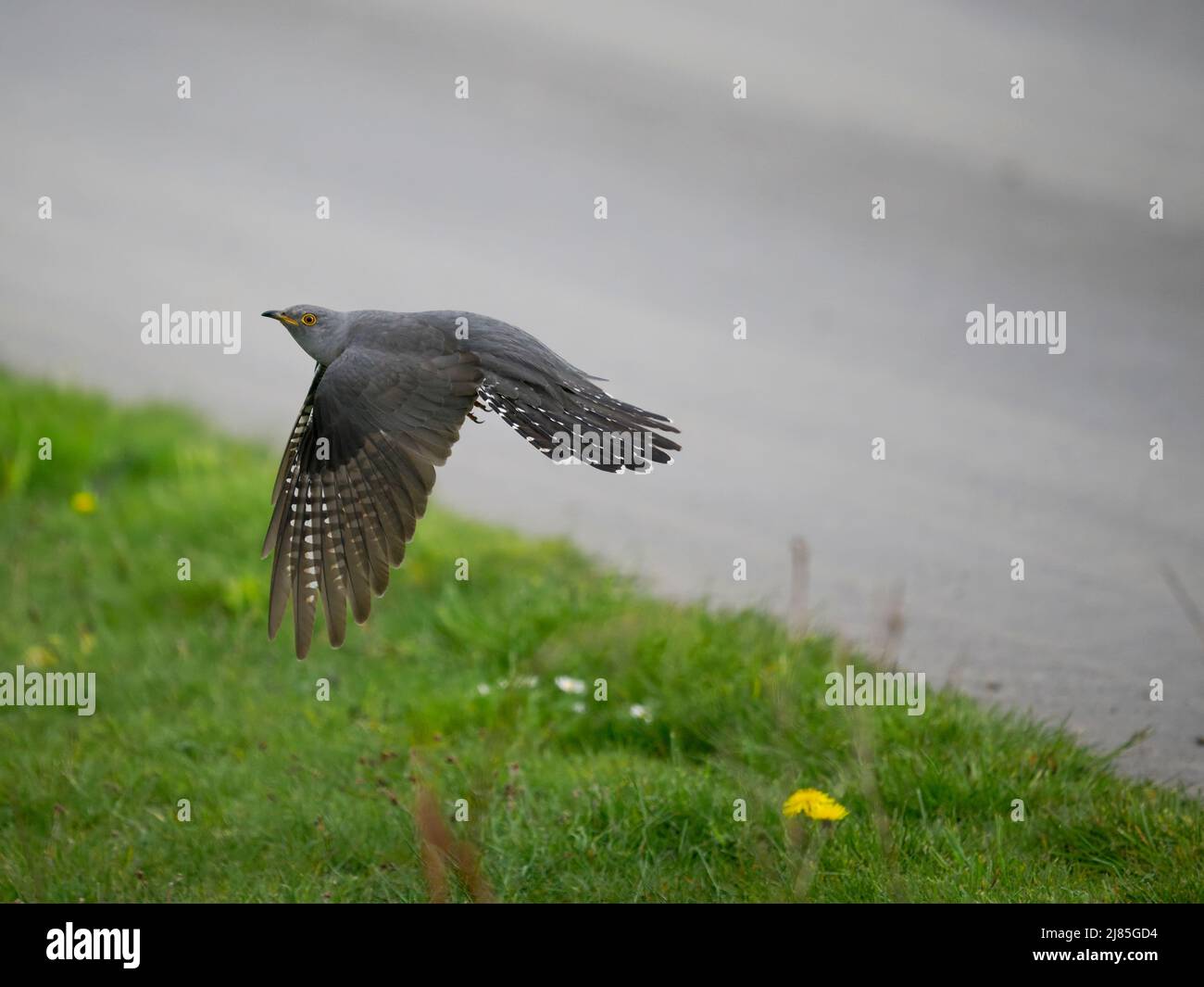 Common cuckoo, Cuculus canorus, single male bird in flight, Scotland ...