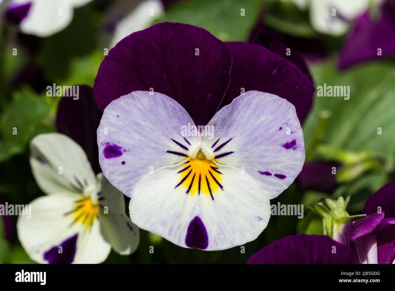 Viola cornuta, Horned violet, Horned pansy flower closeup in spring, UK ...