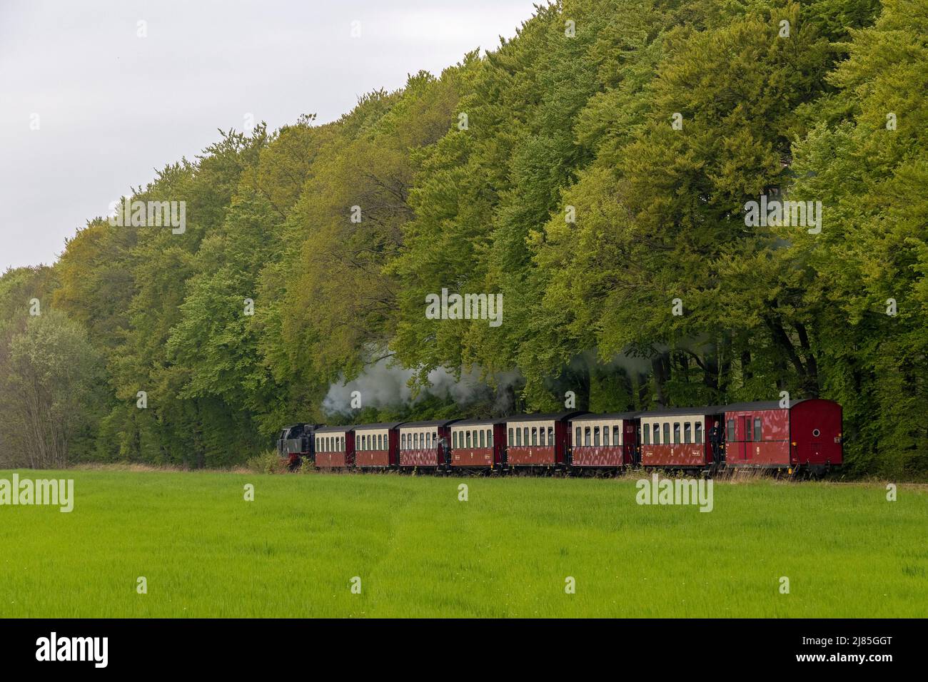 Steam train Molli, Heiligendamm, Mecklenburg-West Pomerania, Germany ...