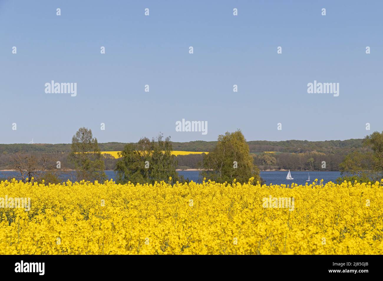 Canola fields, sailing boat, Groß Sarau, Großer Ratzeburger See (Big ...