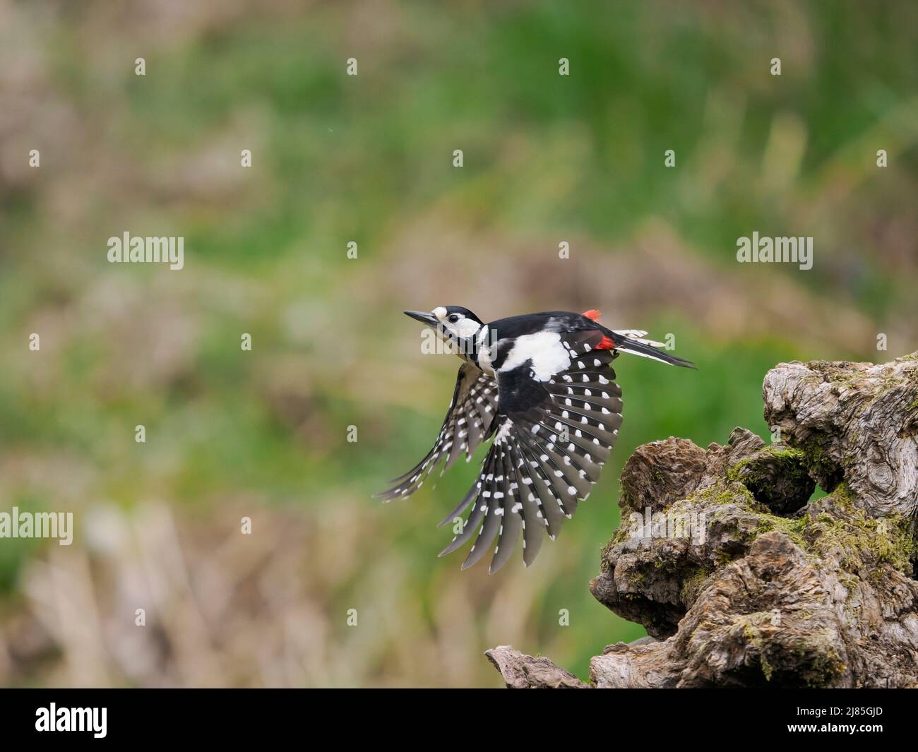 Great-spotted woodpecker, Dendrocopos major, single female in flight ...