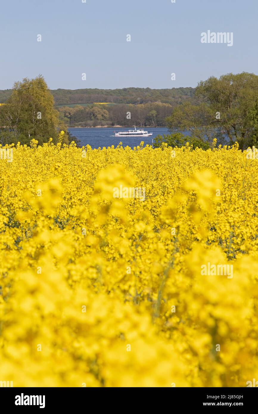 Canola field, excursion boat, Groß Sarau, Großer Ratzeburger See (Big ...