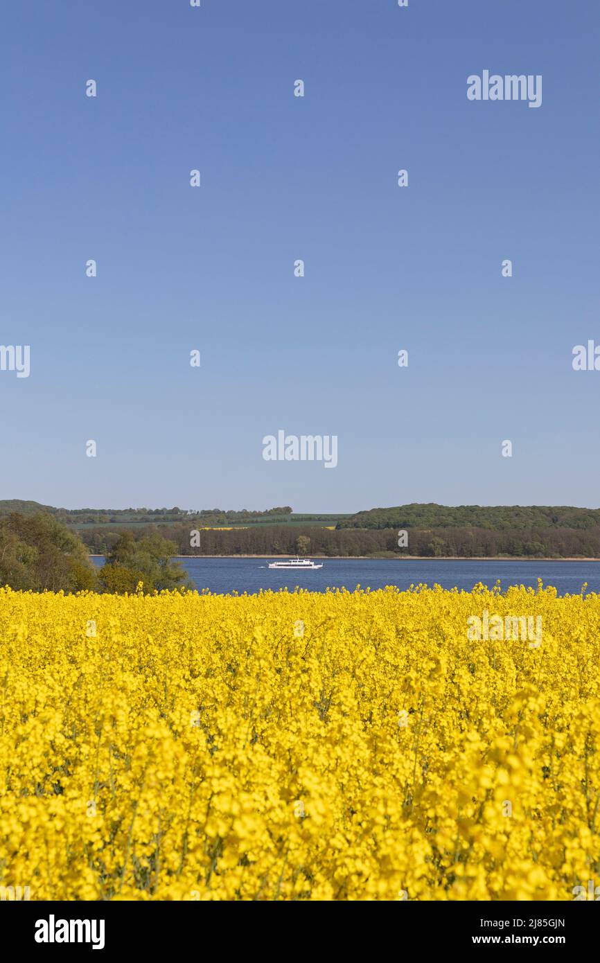 Canola field, excursion boat, Groß Sarau, Großer Ratzeburger See (Big ...