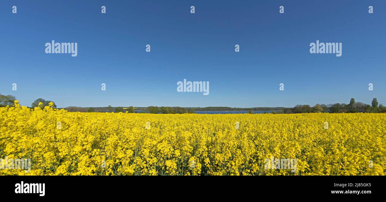 Panoramic view of Canola field, sailing boats, Groß Sarau, Großer ...