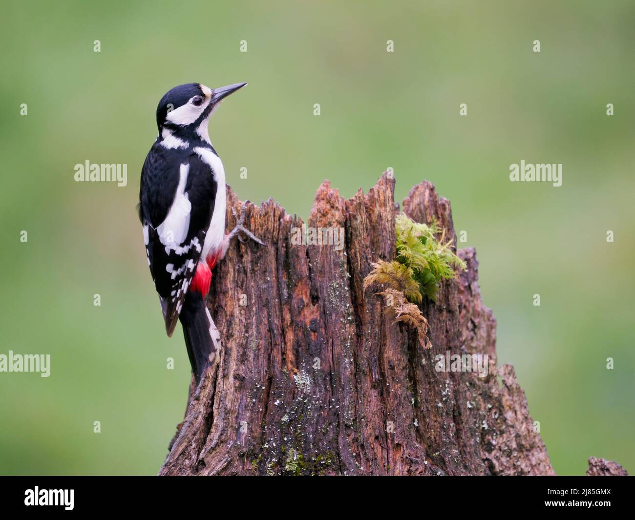 Great-spotted woodpecker, Dendrocopos major, single female in stump ...