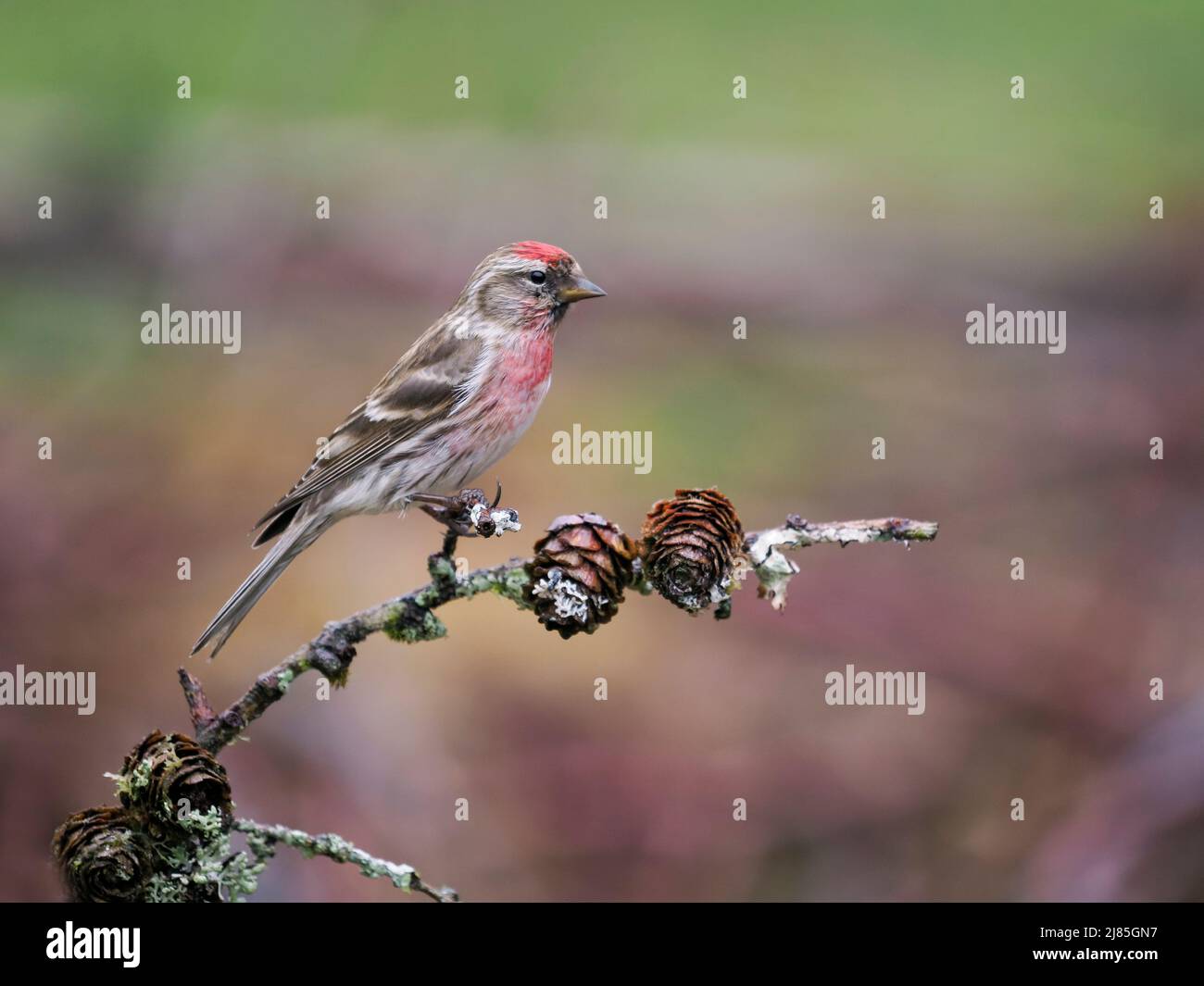 Lesser redpoll, Acanthis cabaret, Single bird on branch, Scotland, May ...