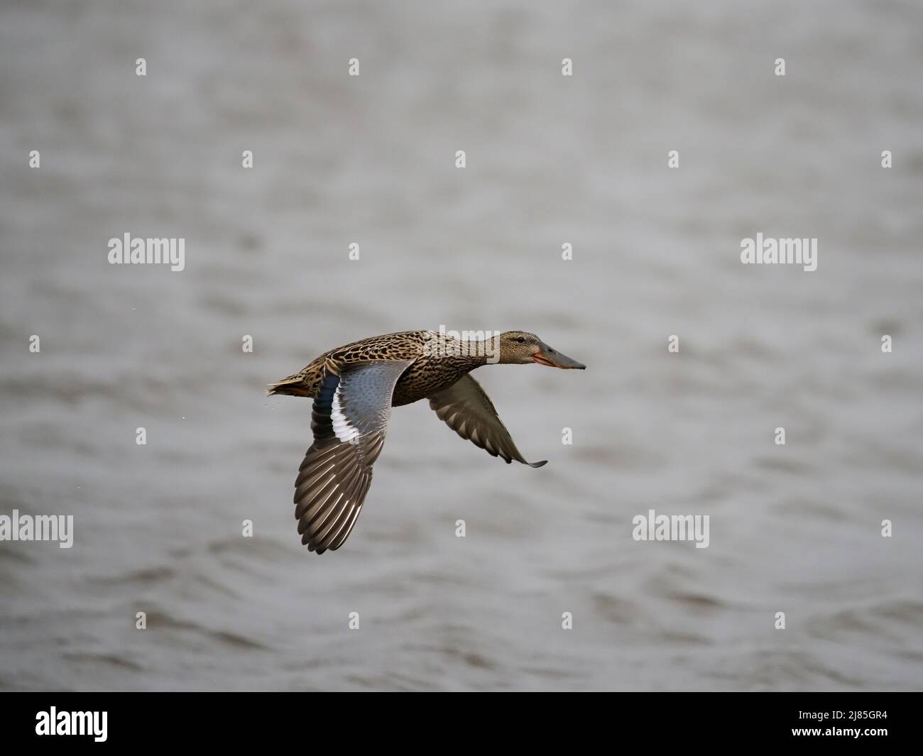 Female northern shoveler in flight hi-res stock photography and images - Alamy