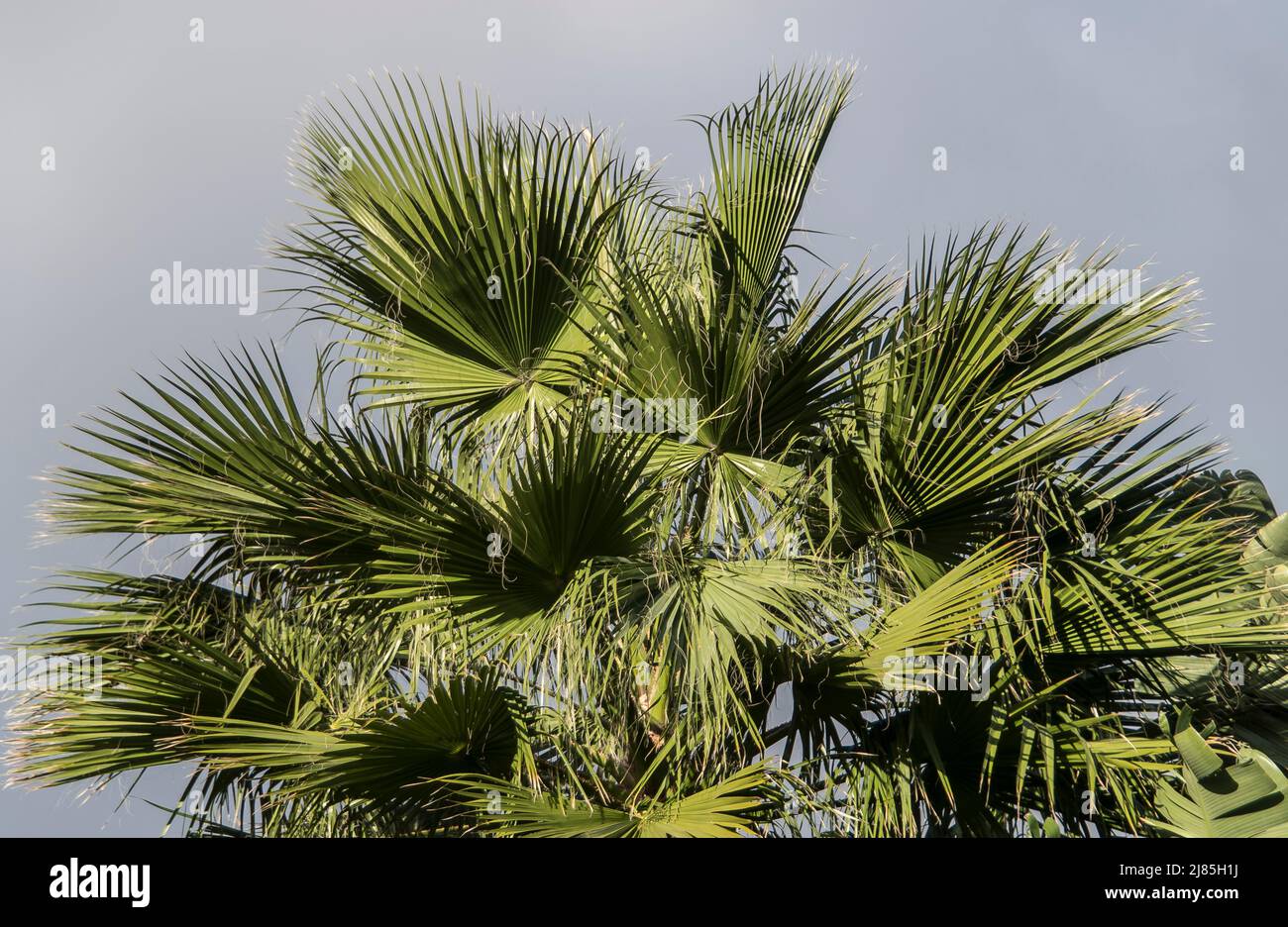 Symmetrical semi-circular crown of Bismarck palm (Bismarckia nobilis ...