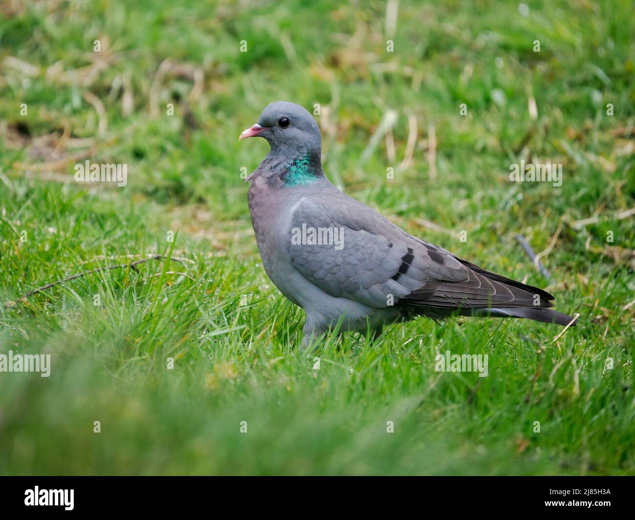 Stock dove, Columba oenas, single dove on grass, Scotland, May 2022 ...